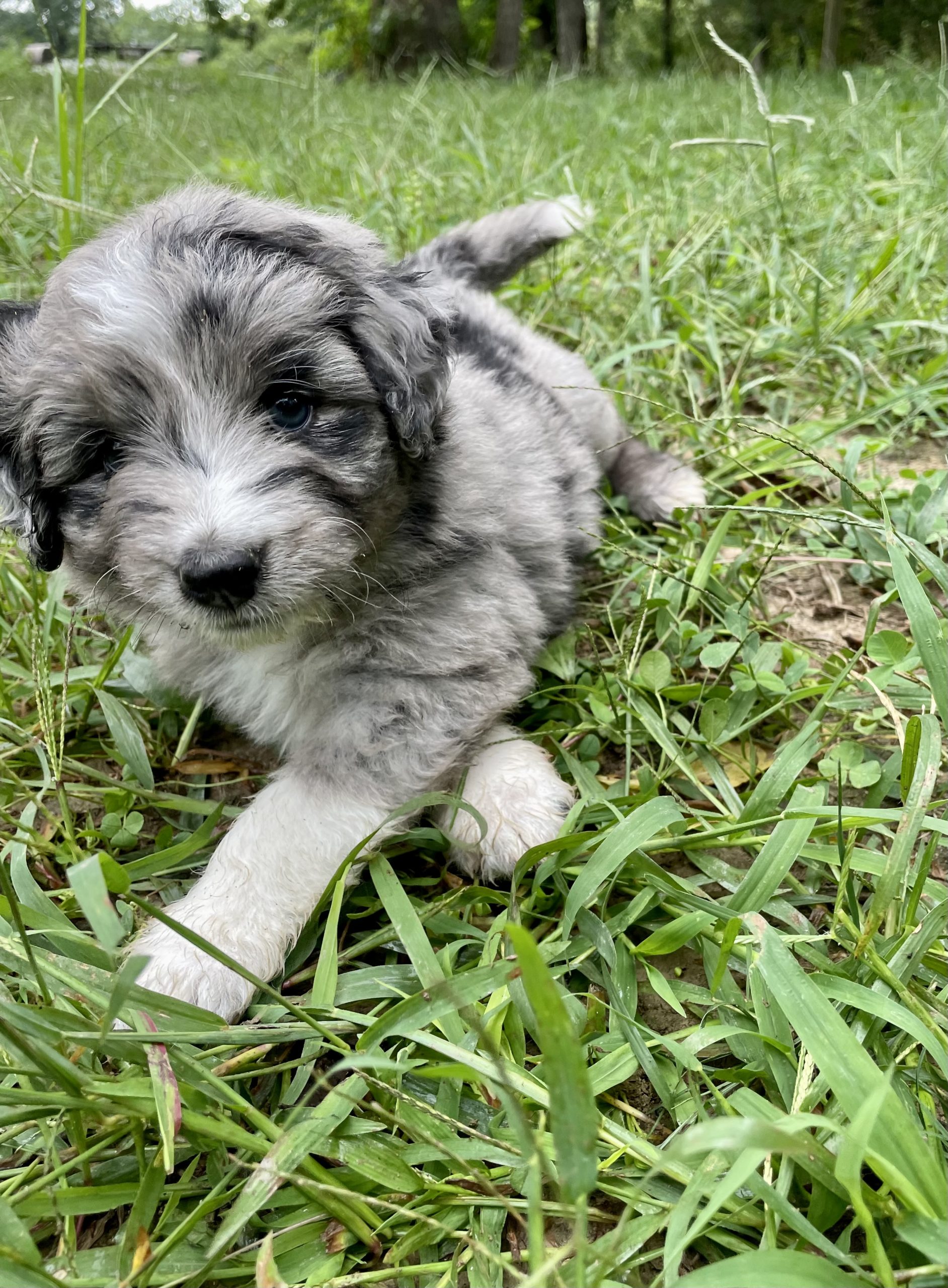 Puppies | Aussie Doodles